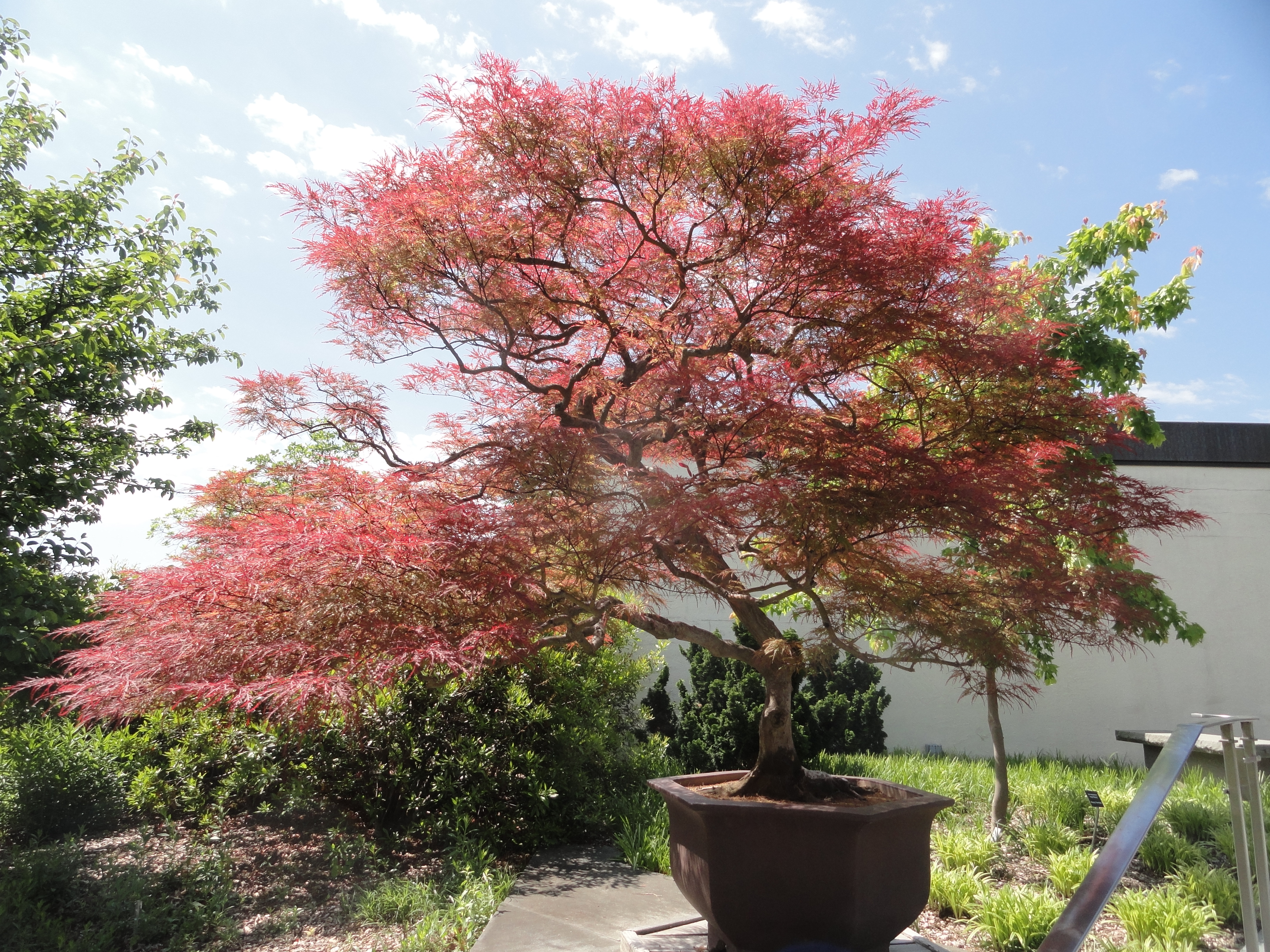 Bonsai and Penjing – Little Bits of Japan and China Alive in Washington ...